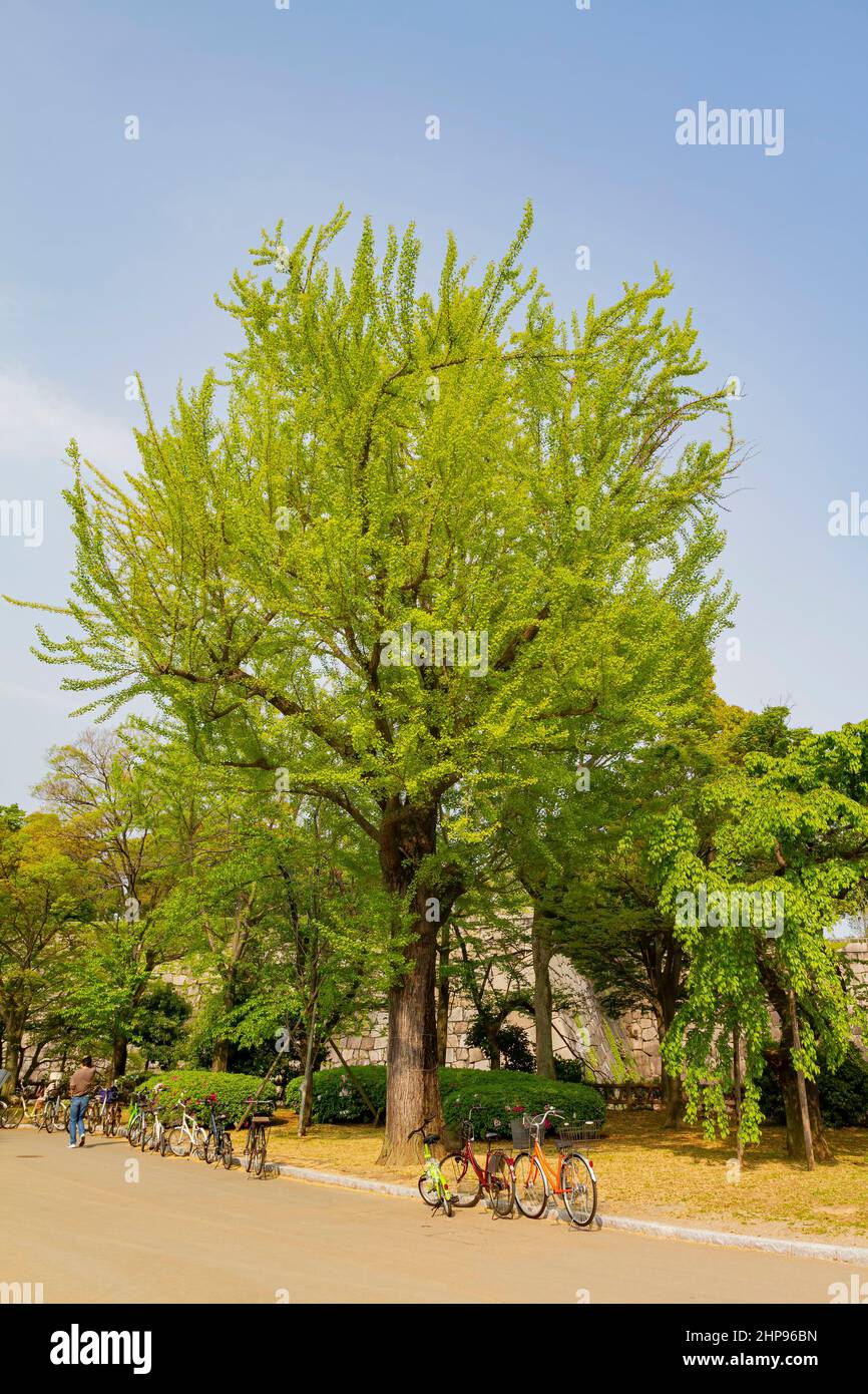 Beautiful garden of Osaka Castle, Osaka, Japan Stock Photo - Alamy