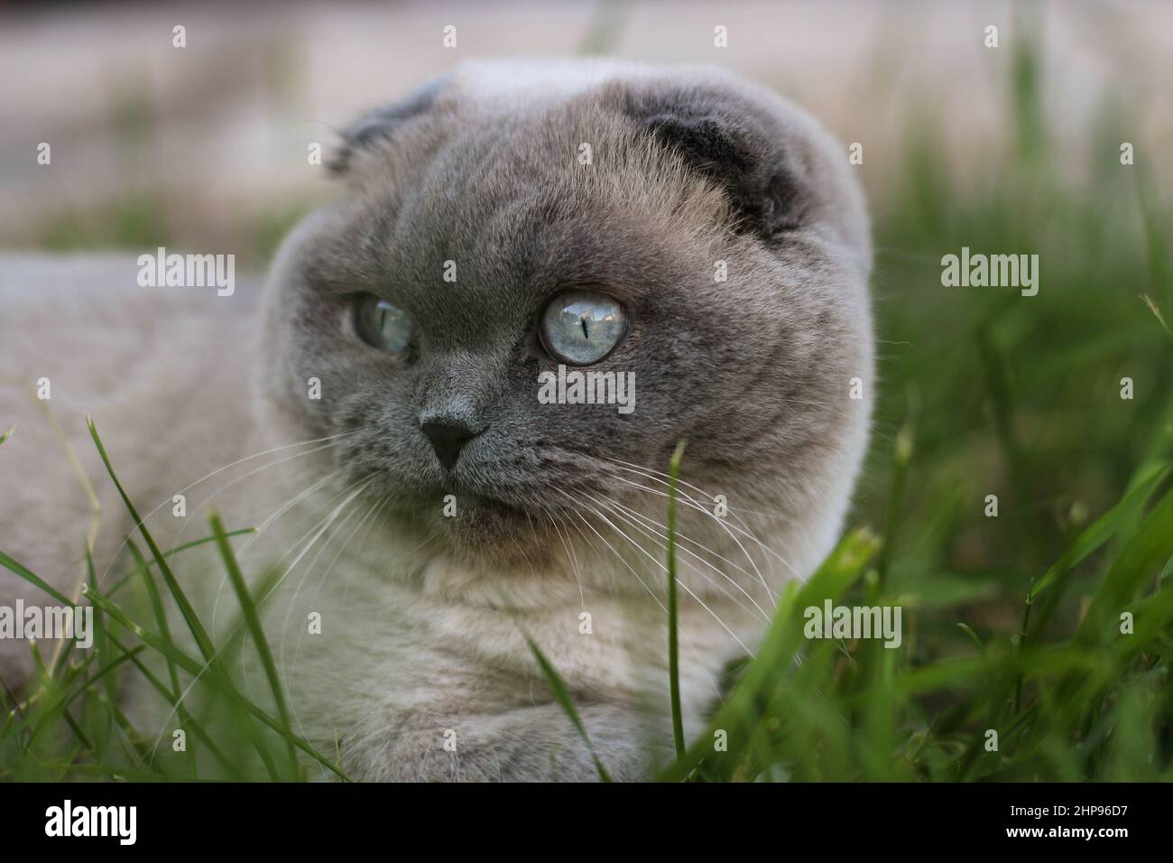 Funny grey Scottish fold cat walking and eating grass Stock Photo - Alamy