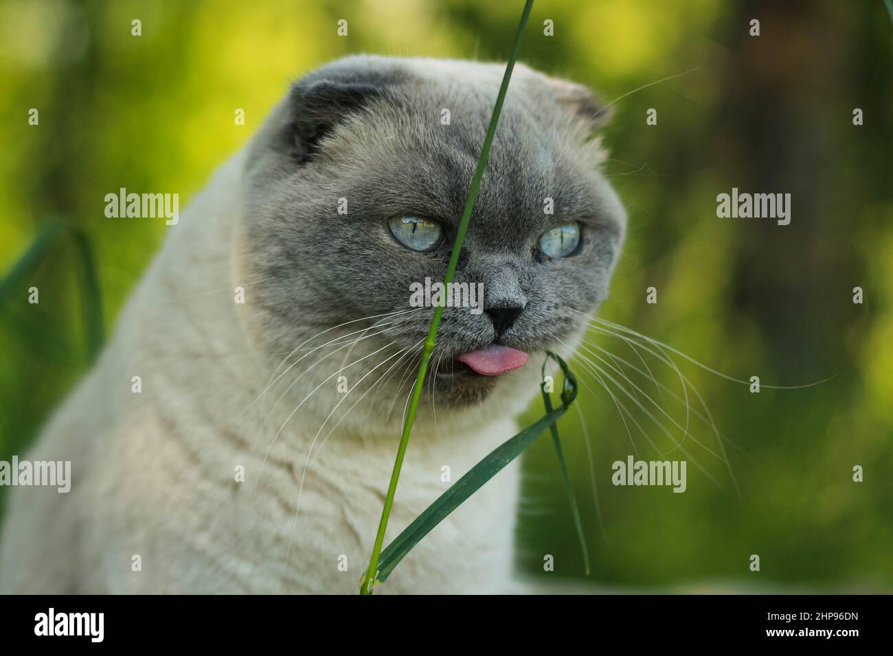 Funny grey Scottish fold cat walking and eating grass Stock Photo - Alamy