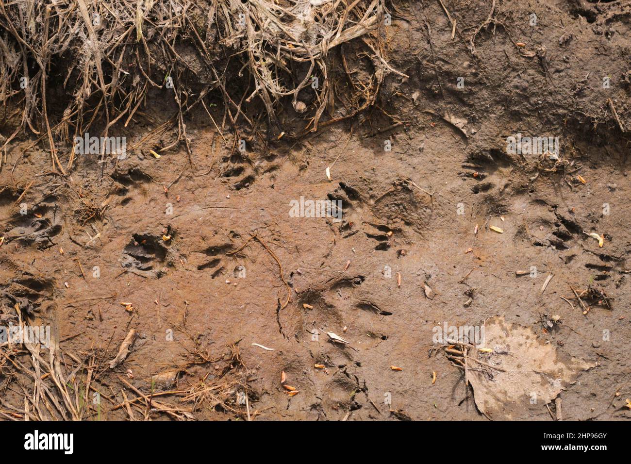 A hedgehog footprint in the sand in the forest, detailed Stock Photo ...