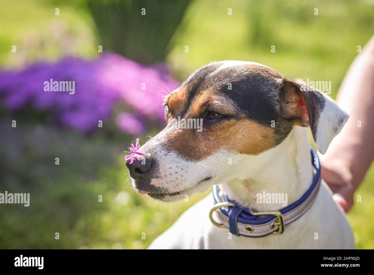 A small Jack Russell Terrier puppy. Close-up portrait Stock Photo - Alamy