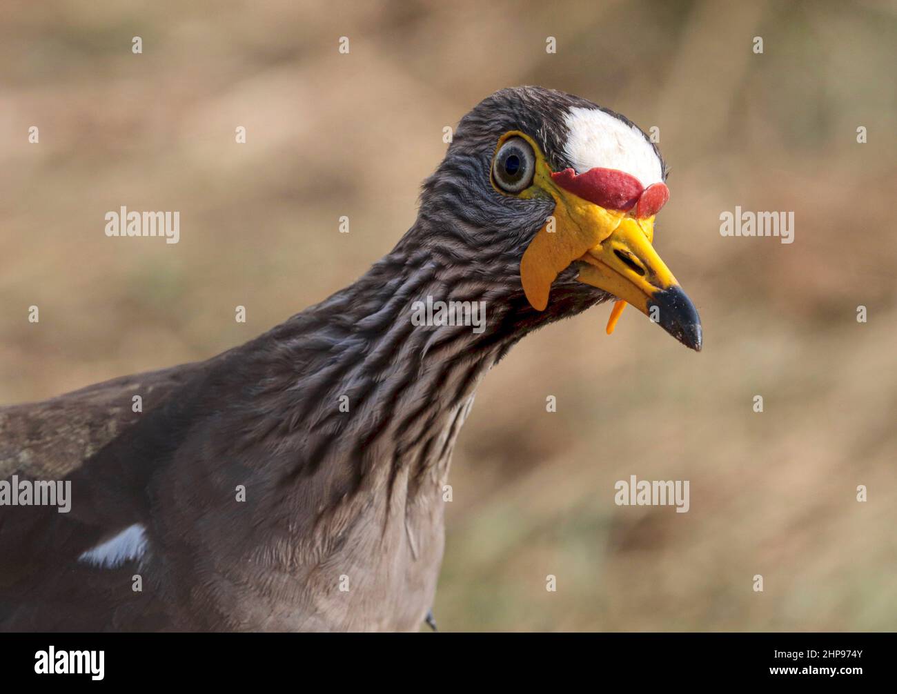 African Wattled Lapwing, South Africa Stock Photo - Alamy