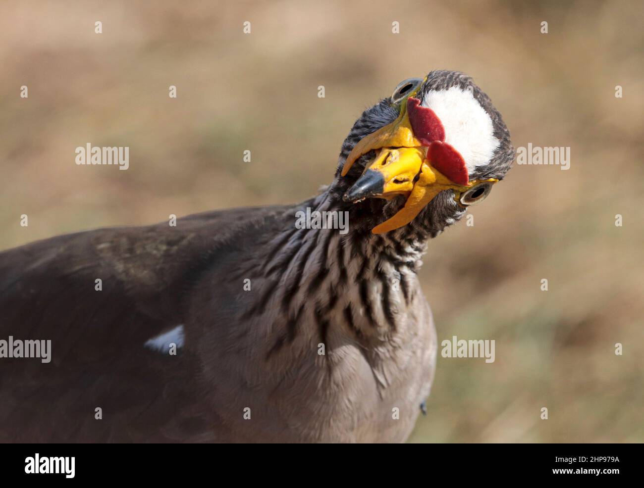 African Wattled Lapwing, South Africa Stock Photo - Alamy