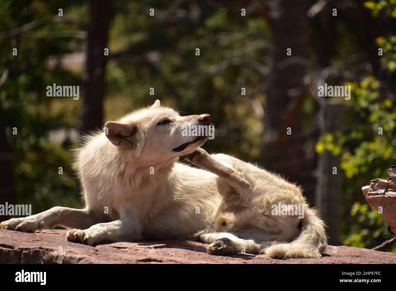 Itching white wolf laying down on a large red rock in the wild Stock ...