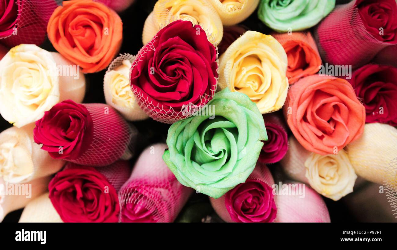 Top view of beautiful colorful roses - background, wallpaper Stock ...