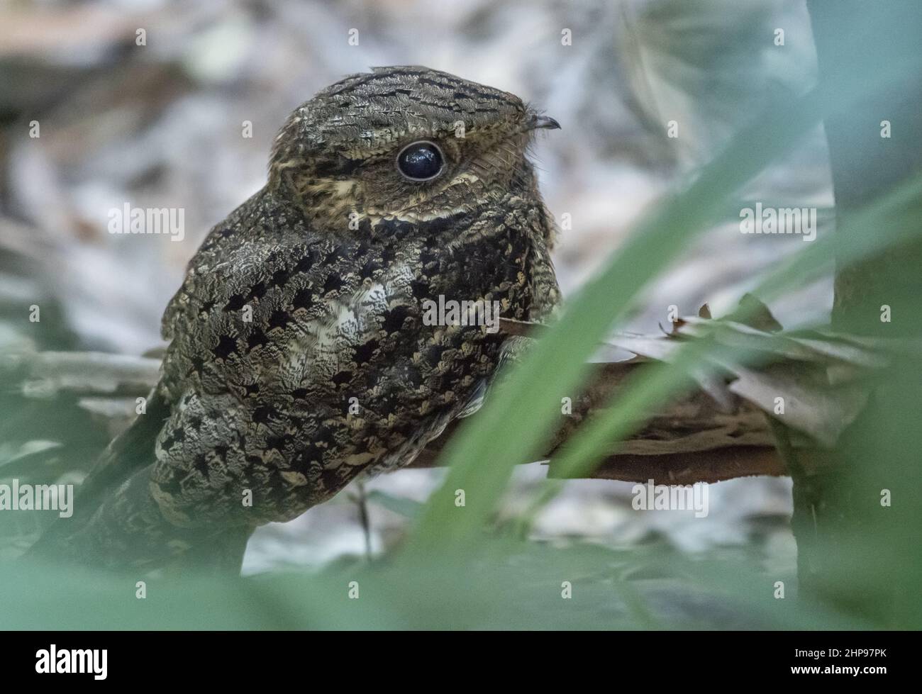 Golden nightjar hi-res stock photography and images - Alamy