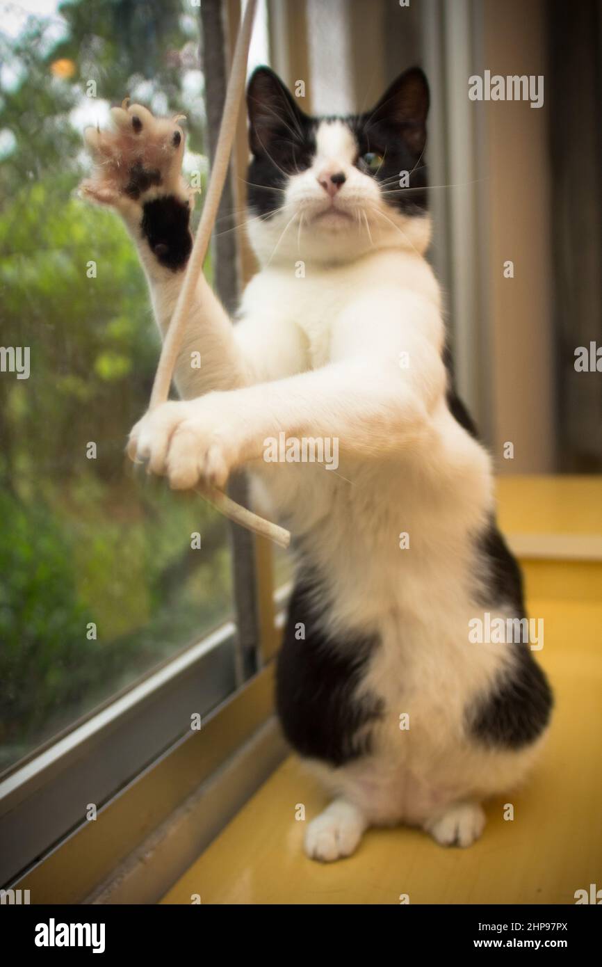 Adorable fluffy cat playing with a string Stock Photo - Alamy