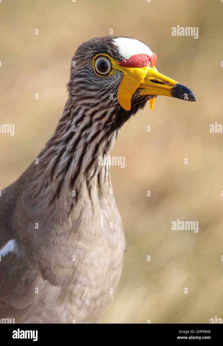 African wattle lapwing hi-res stock photography and images - Alamy