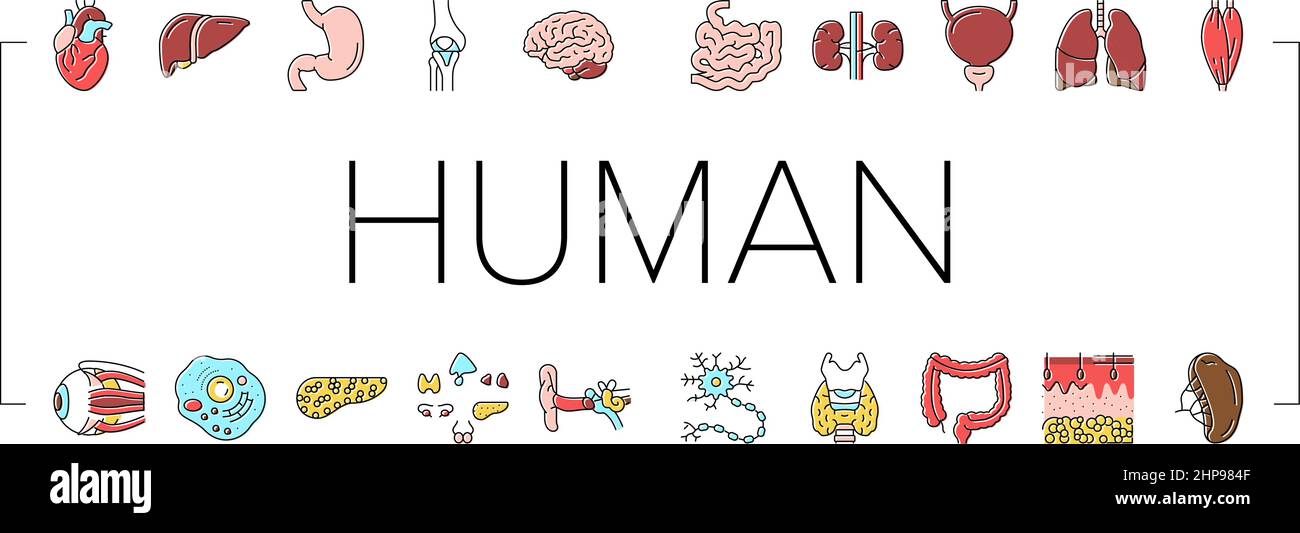 Human Internal Organ Anatomy Icons Set Vector Stock Vector Image & Art ...