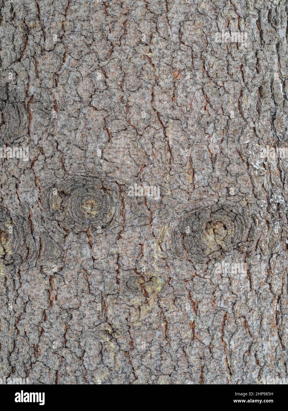 Bark texture and background of a old fir tree trunk. Detailed bark ...