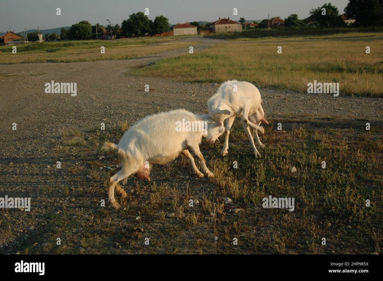 Fighting goat hi-res stock photography and images - Alamy