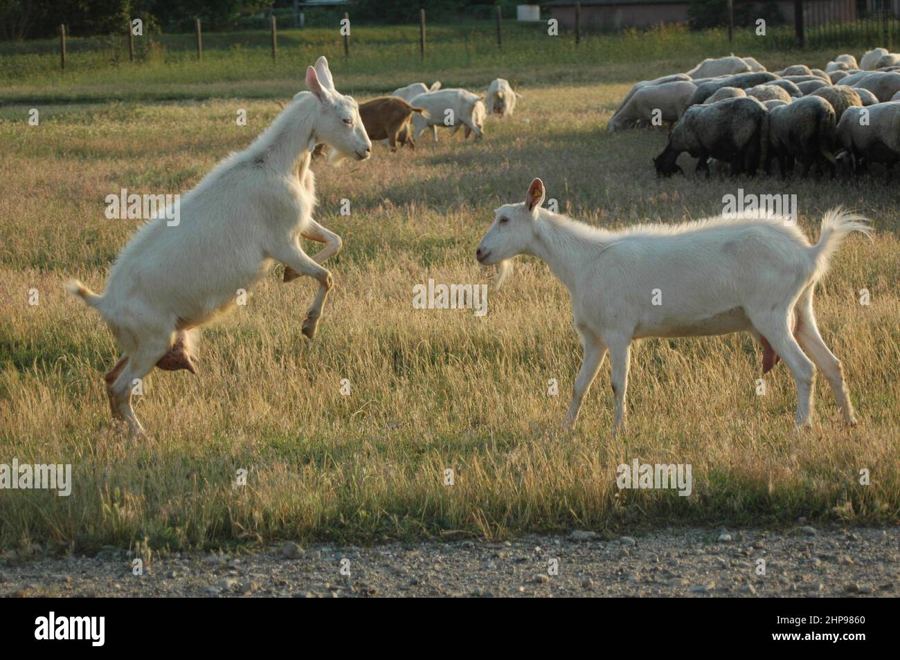 Goat fighting hi-res stock photography and images - Alamy