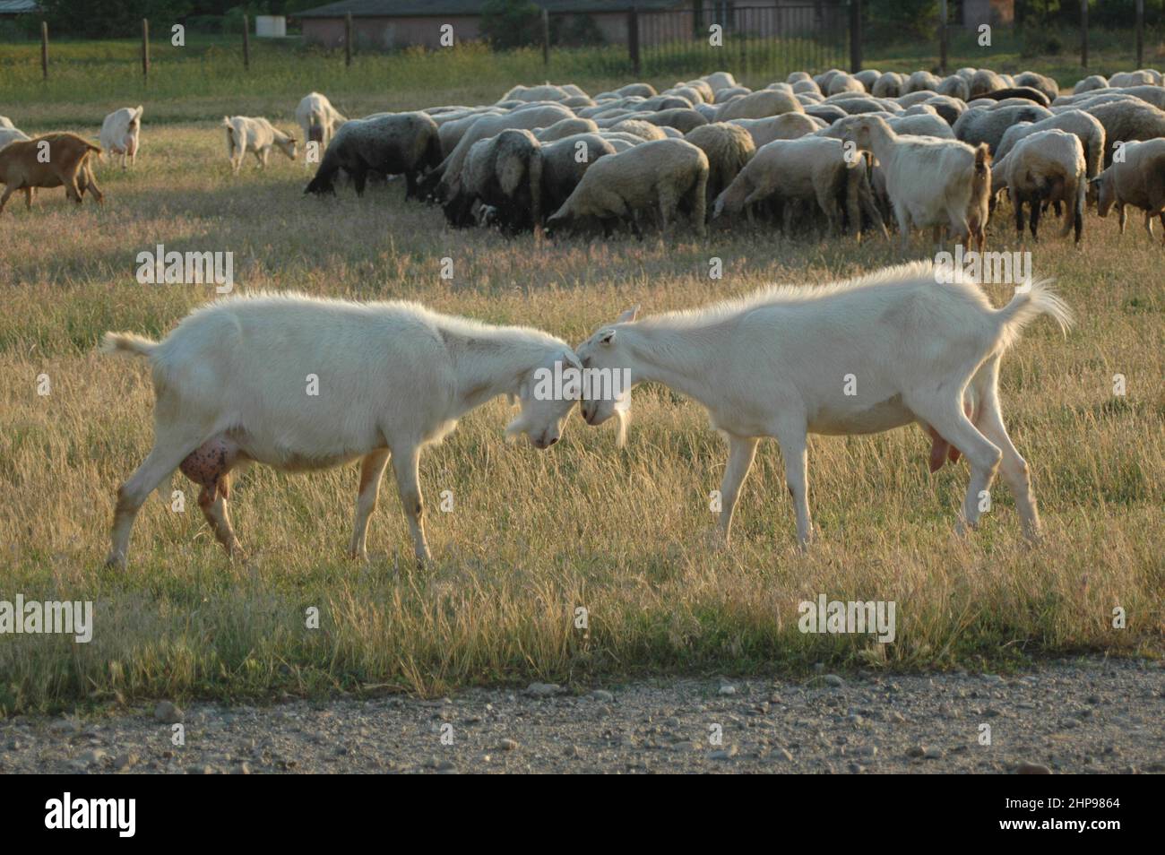Goat fighting hi-res stock photography and images - Alamy