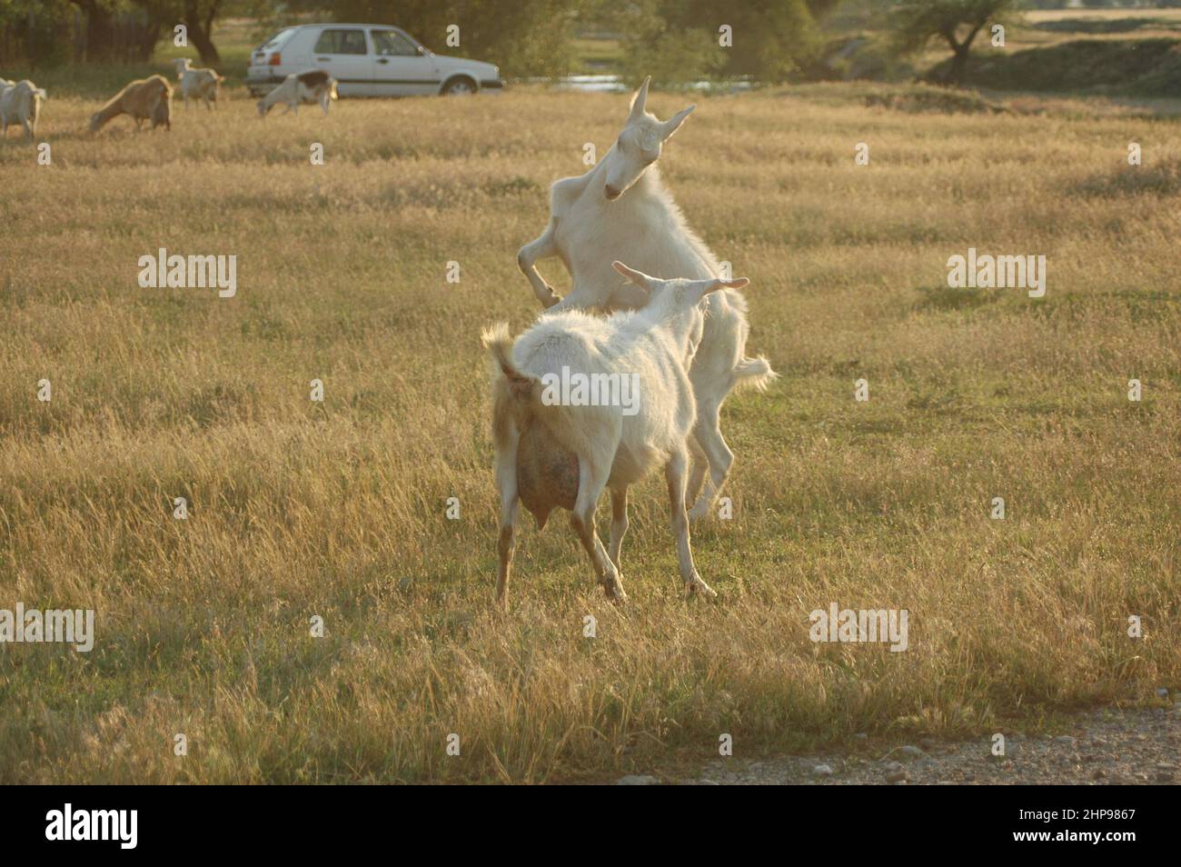 Ramming hi-res stock photography and images - Alamy