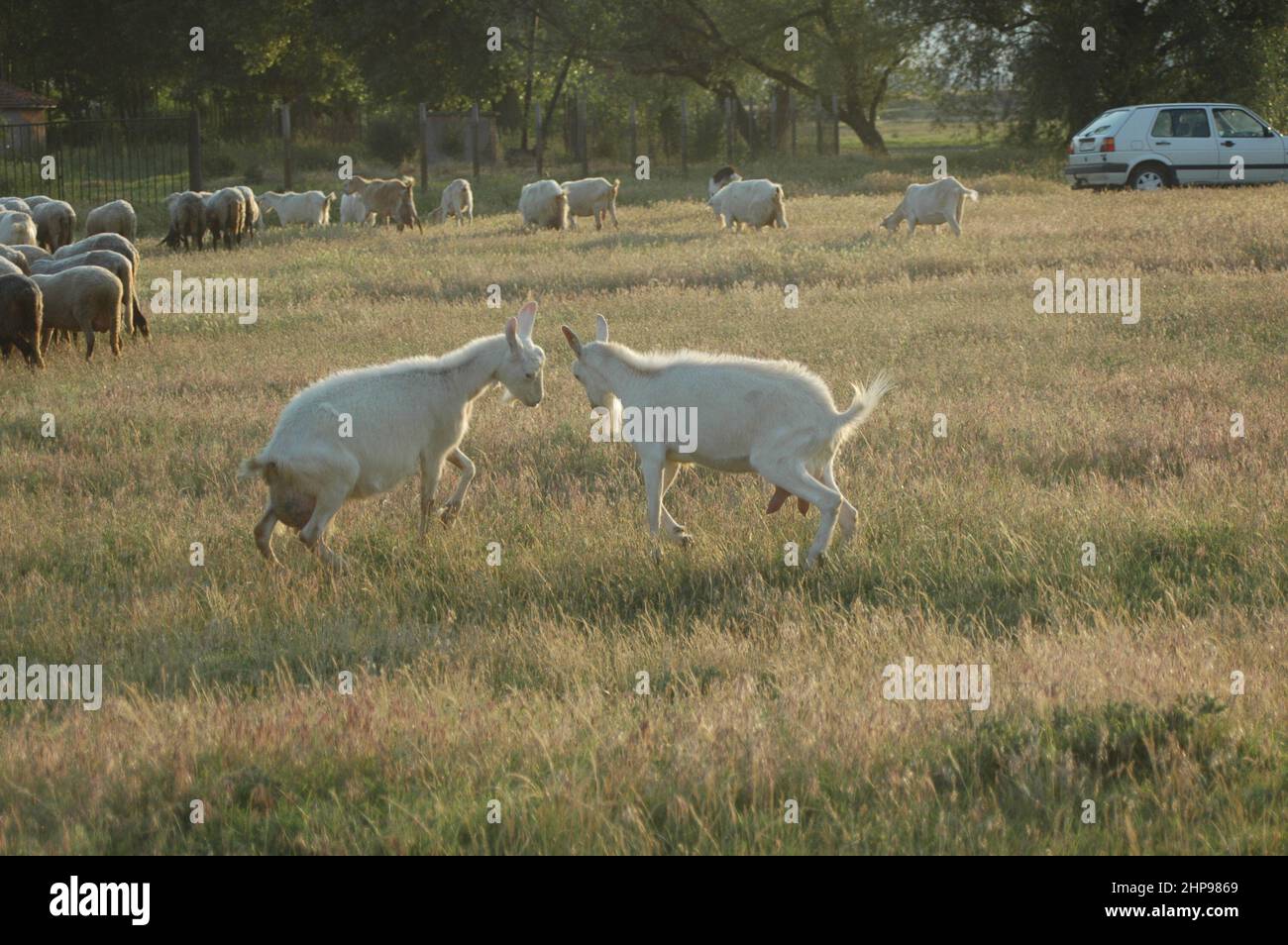 Fighting goat hi-res stock photography and images - Alamy