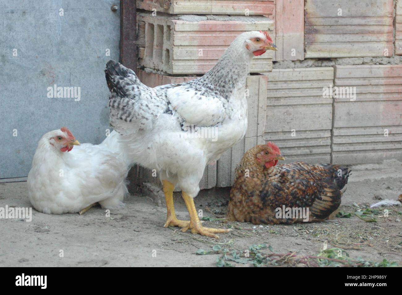 Three Chickens Posing Stock Photo - Alamy