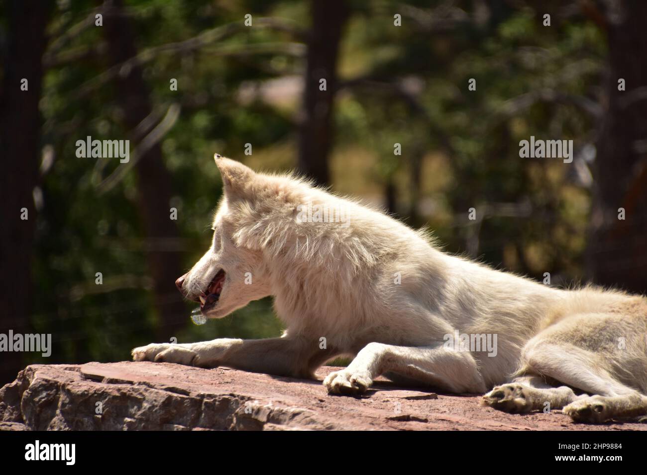 Side profile of a white timber wolf laying down on a big rock Stock ...