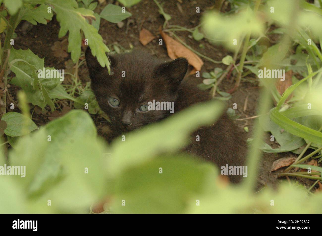 Tiny Black Kitten in Garden Staring Stock Photo - Alamy