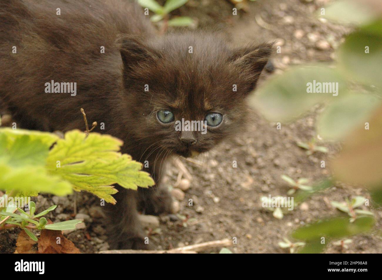 Tiny black hi-res stock photography and images - Alamy