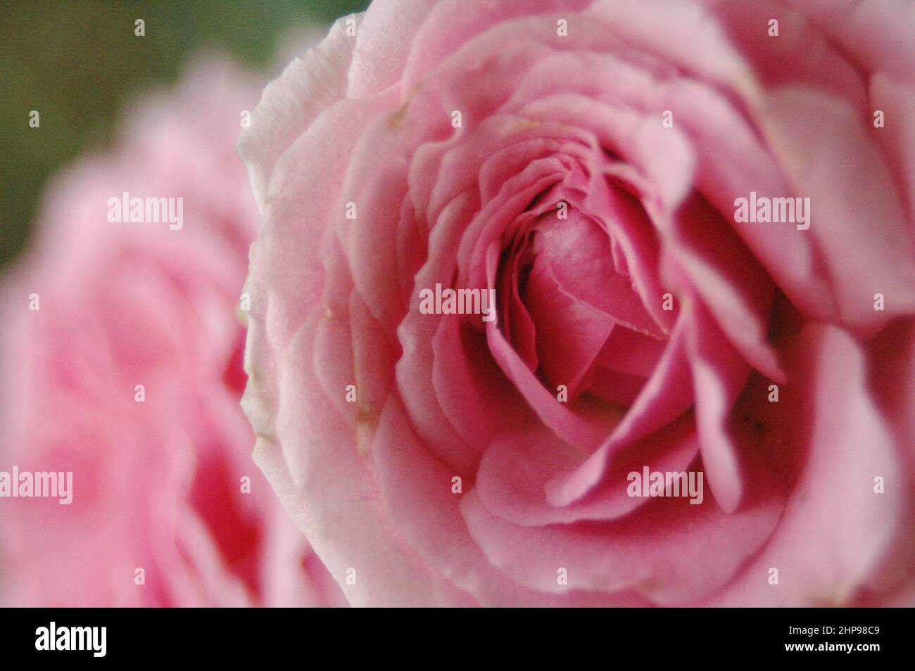 Rose red phenomenon hi-res stock photography and images - Alamy