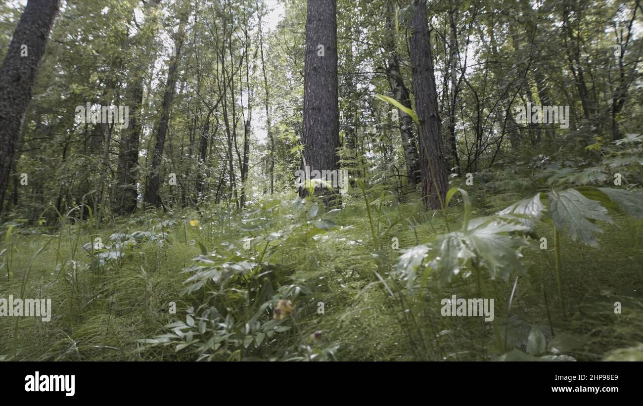Bottom view of green grass, plants and trees in the summer forest with ...