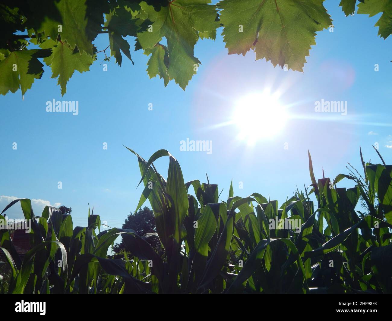 Corn Stalks in the Sun Stock Photo - Alamy