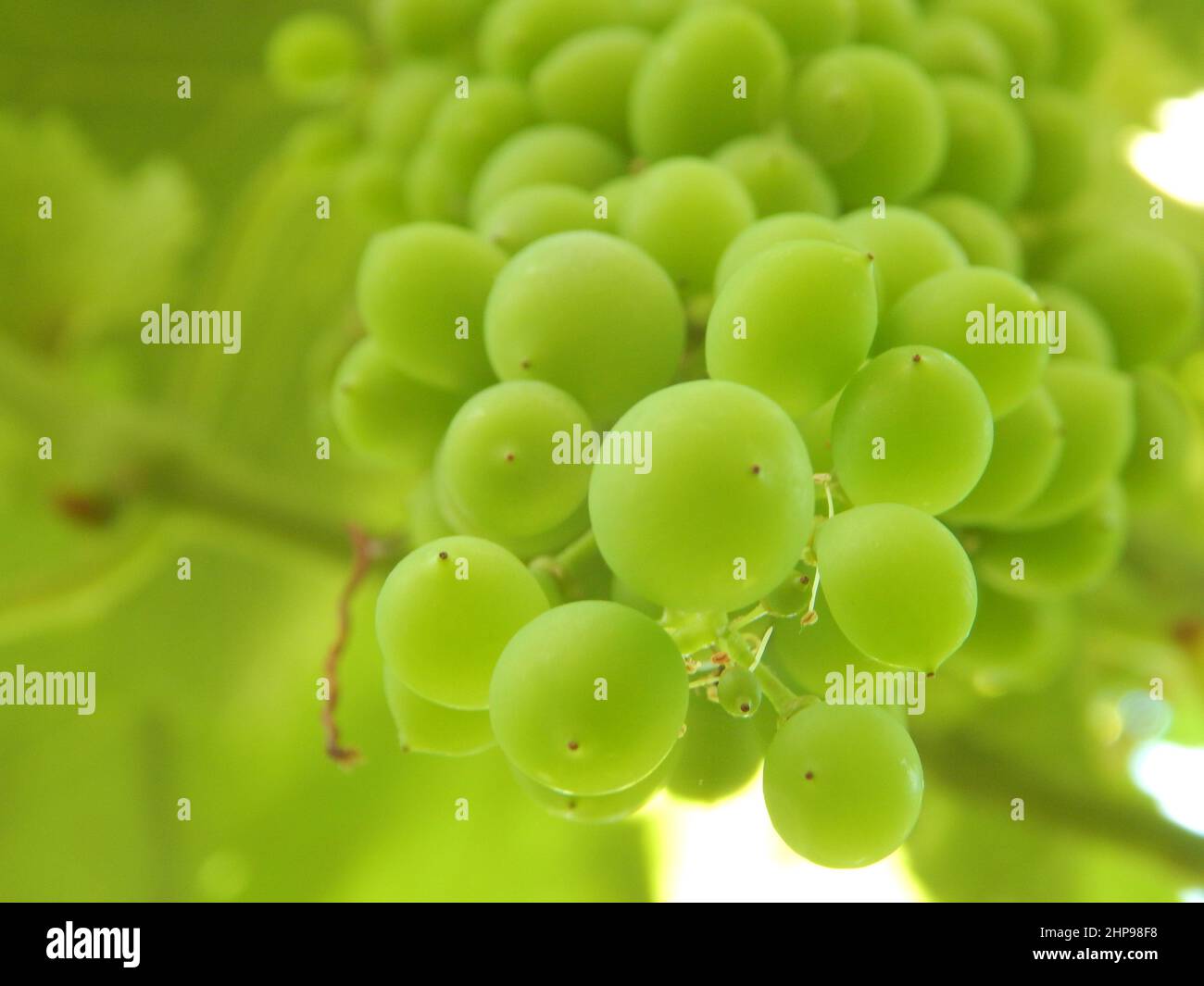 Cluster green grapes hi-res stock photography and images - Alamy