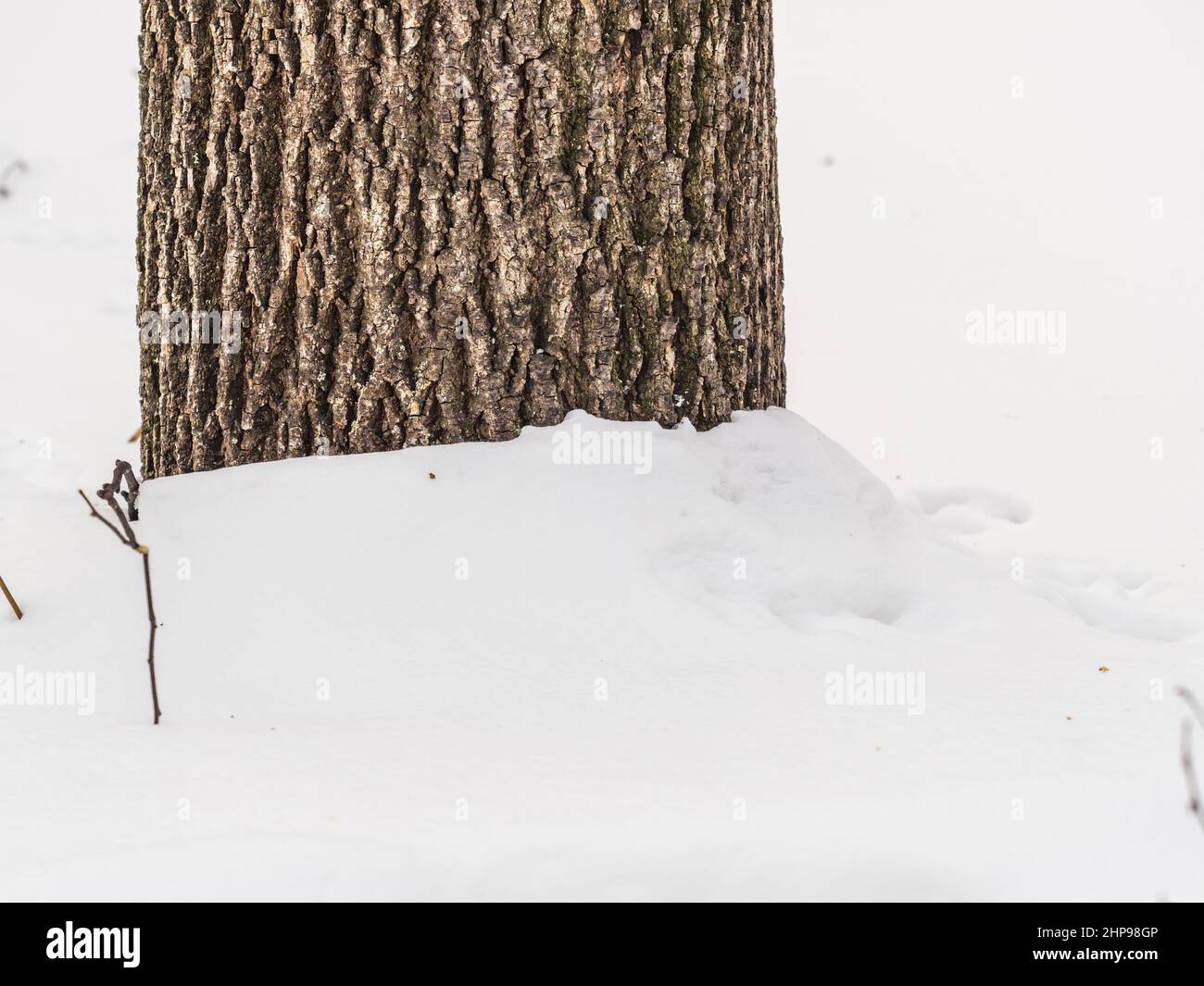 A tree trunk, snowbound in winter. The trunk of an oak tree covered ...