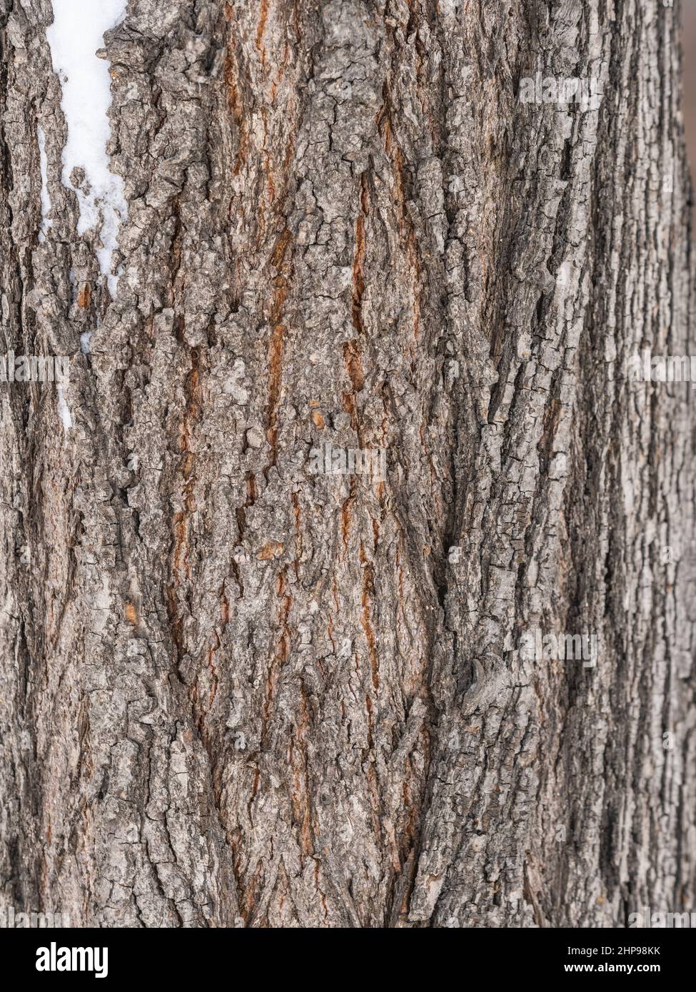 Poplar tree bark with wooden texture nature background. Texture of the ...