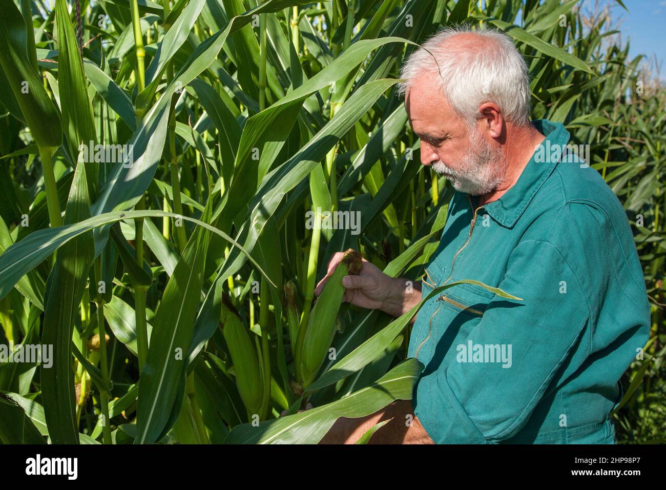 Farmer checks the ripe of corn in his field Stock Photo - Alamy