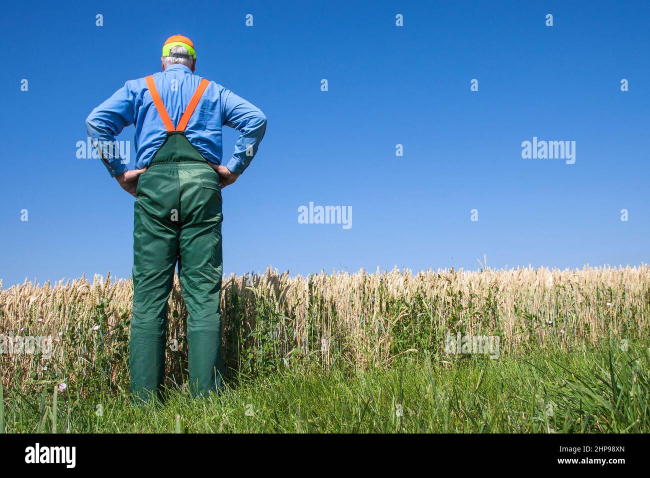 Farmer stands with his back to the camera and looks at his cornfield on ...