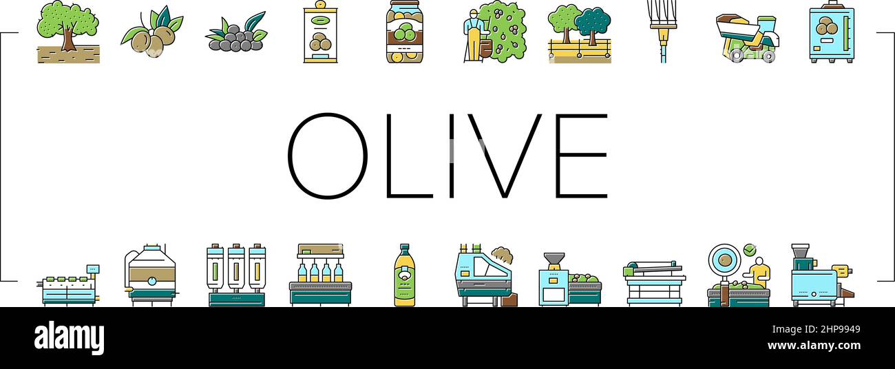Olive Production And Harvesting Icons Set Vector Stock Vector Image ...