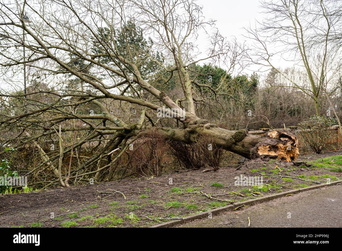 Fallen tree due to bad stormy weather. Climate change, extreme weather ...