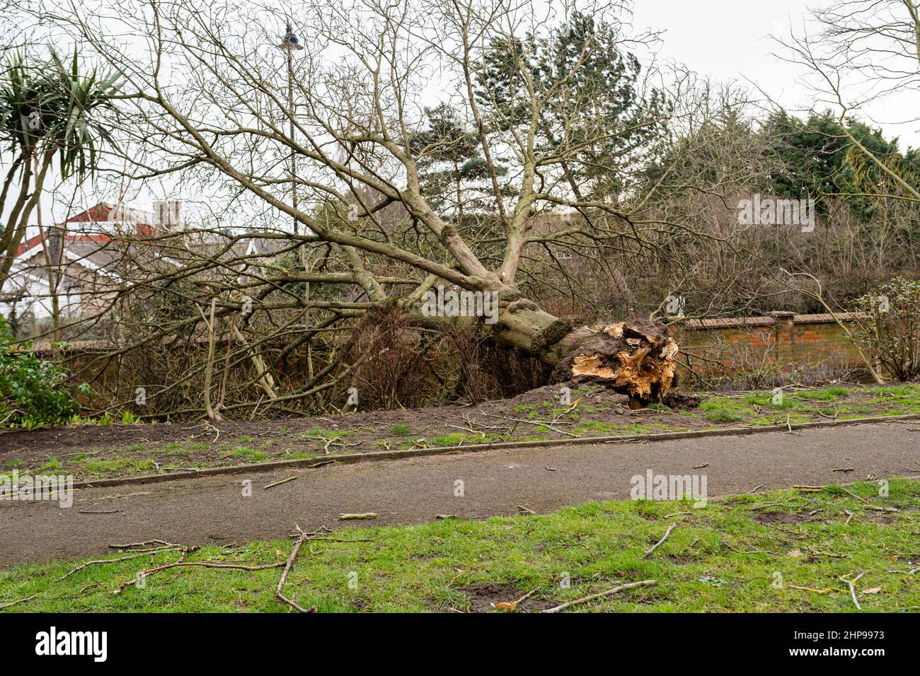 Fallen tree due to bad stormy weather. Climate change, extreme weather ...