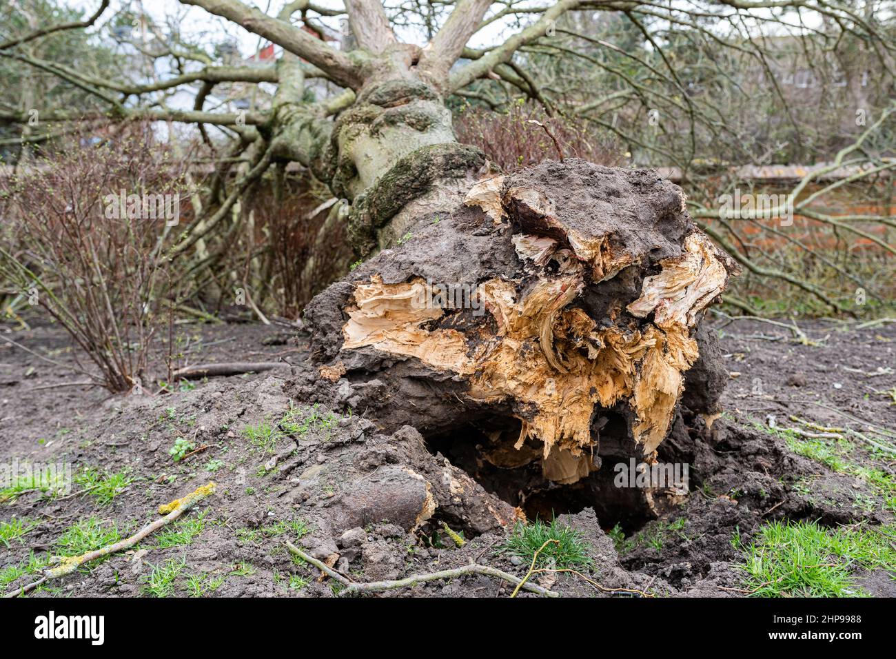Fallen tree due to bad stormy weather. Climate change, extreme weather ...