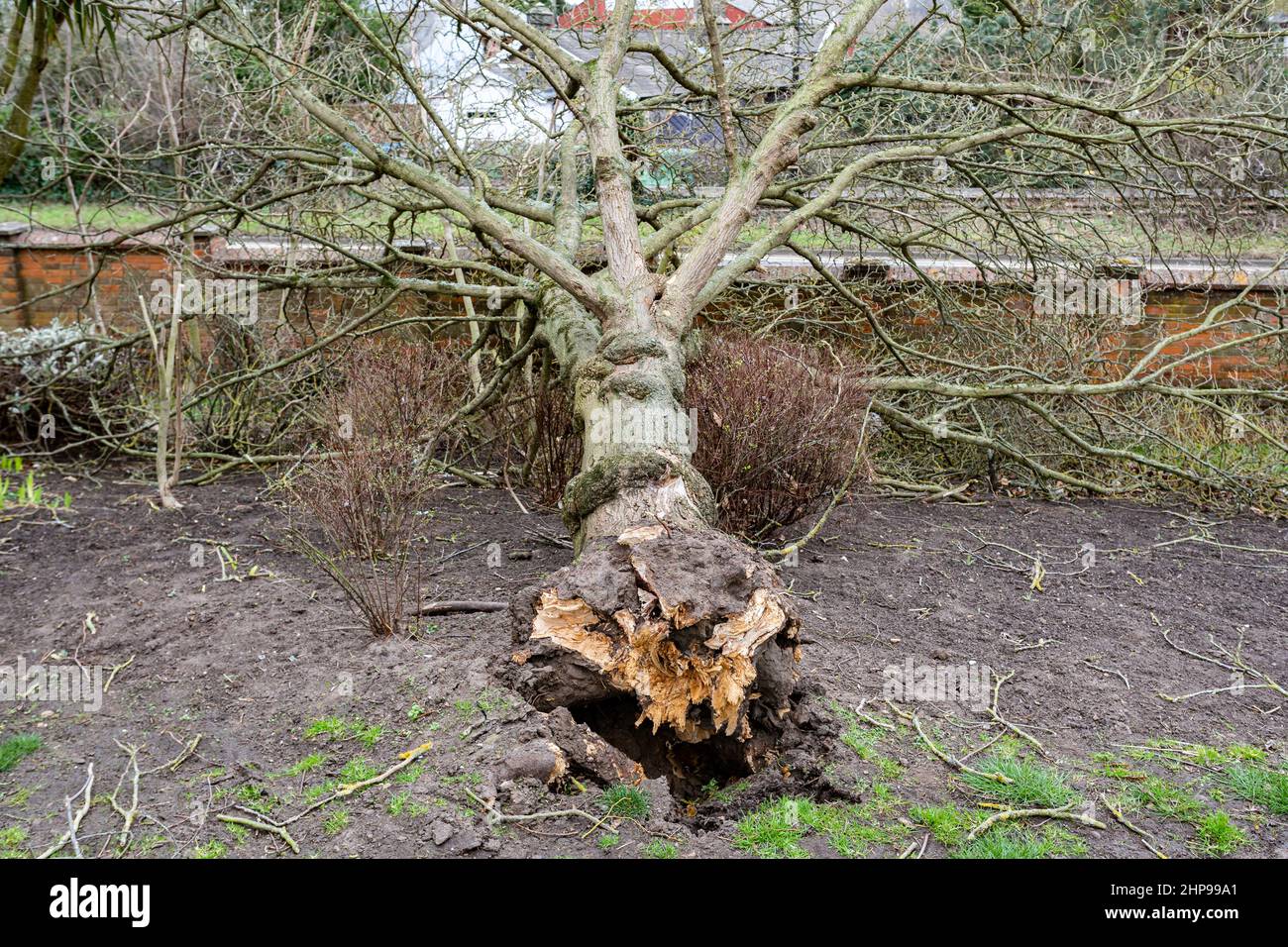 Fallen tree due to bad stormy weather. Climate change, extreme weather ...