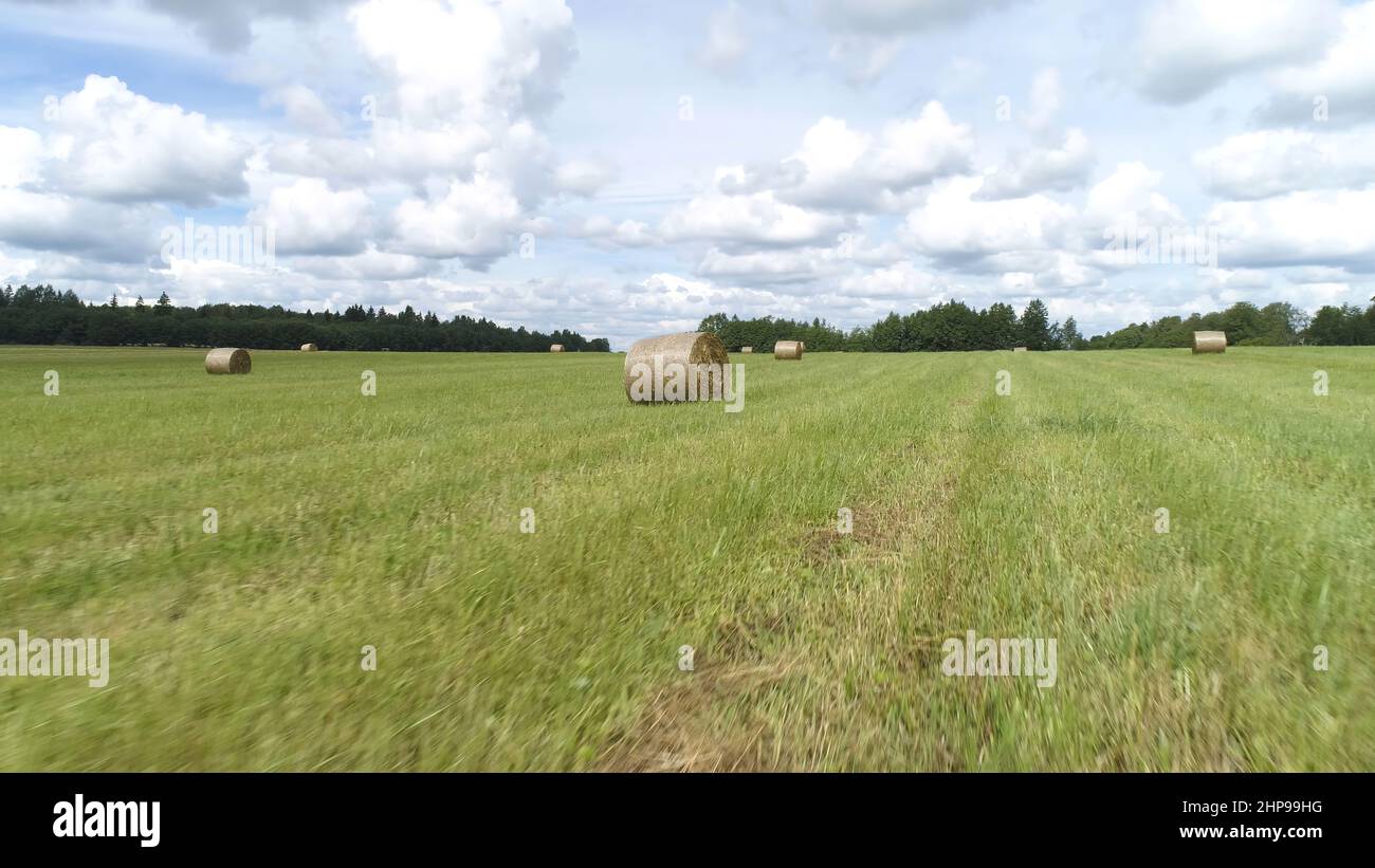 Hay meadows pine forest hi-res stock photography and images - Alamy