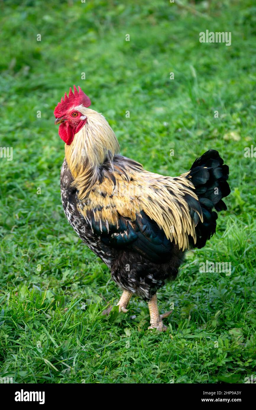 Mottled rooster hi-res stock photography and images - Alamy