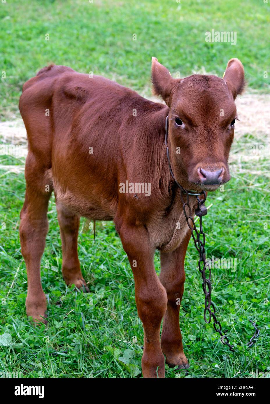 Brown Calf