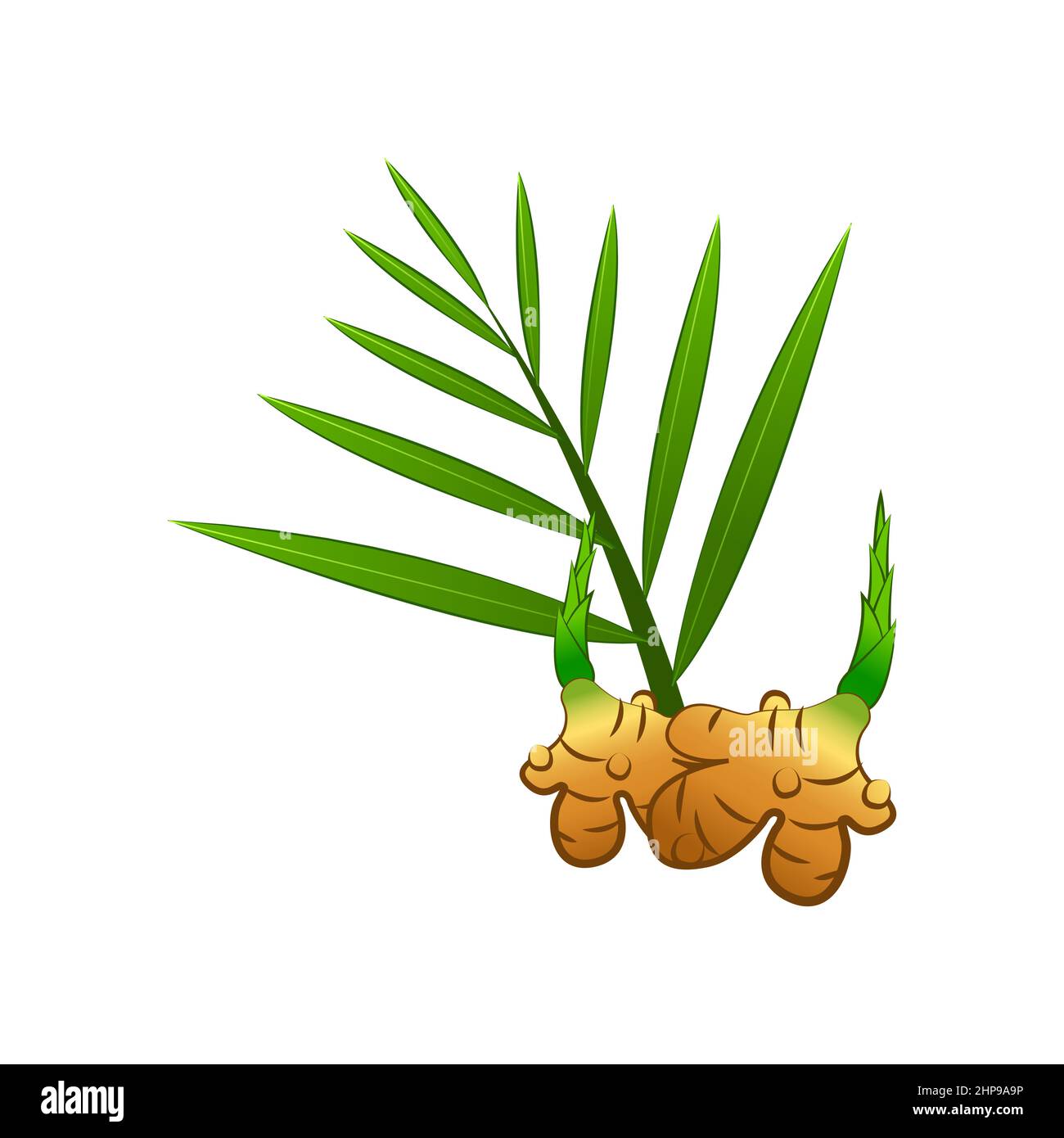 clip art of galangal with cartoon design,vector illustration Stock ...