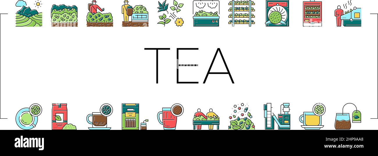 Tea Drink Production Collection Icons Set Vector Stock Vector Image ...