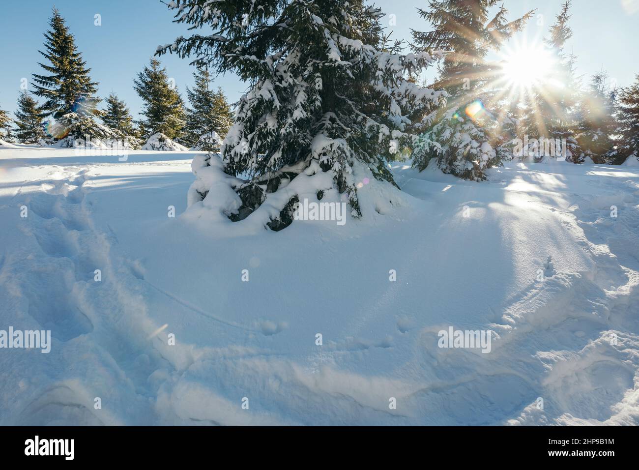 A tree with snow on the ground Stock Photo - Alamy