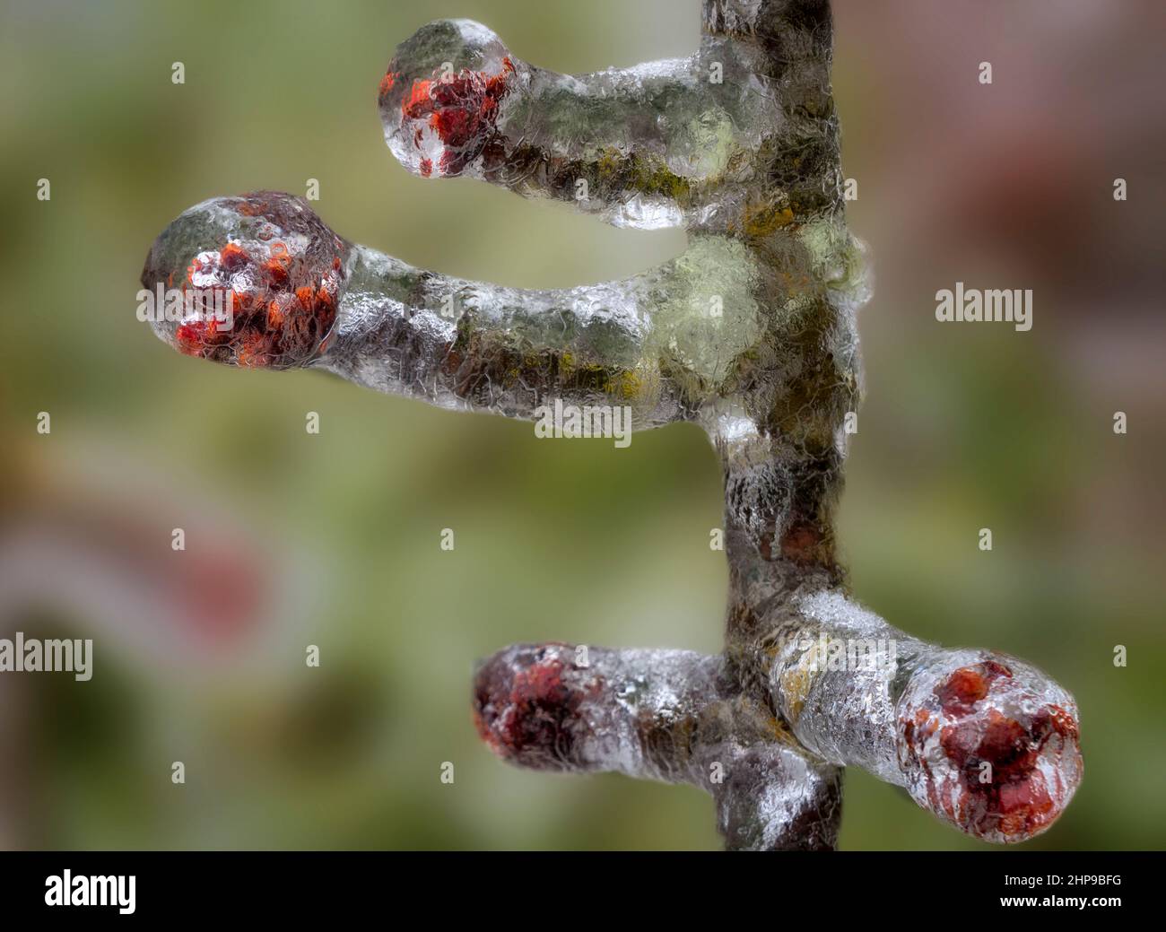 Maple tree buds hi-res stock photography and images - Alamy