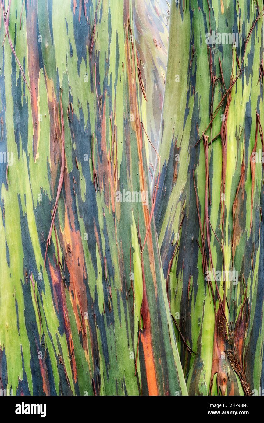 Close up of painted eucalyptus tree. The Big Island, Hawaii Stock Photo ...