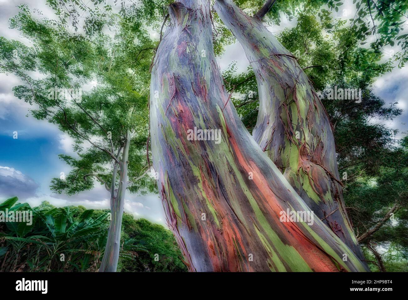 Close up of Painted Eucalyptus tree. The Big Island, Hawaii Stock Photo ...