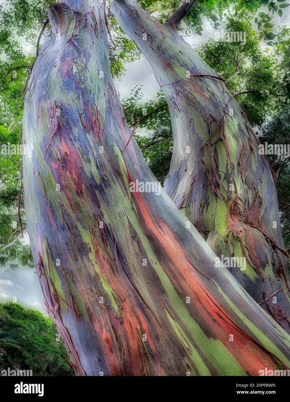 Close up of Painted Eucalyptus tree. The Big Island, Hawaii Stock Photo ...