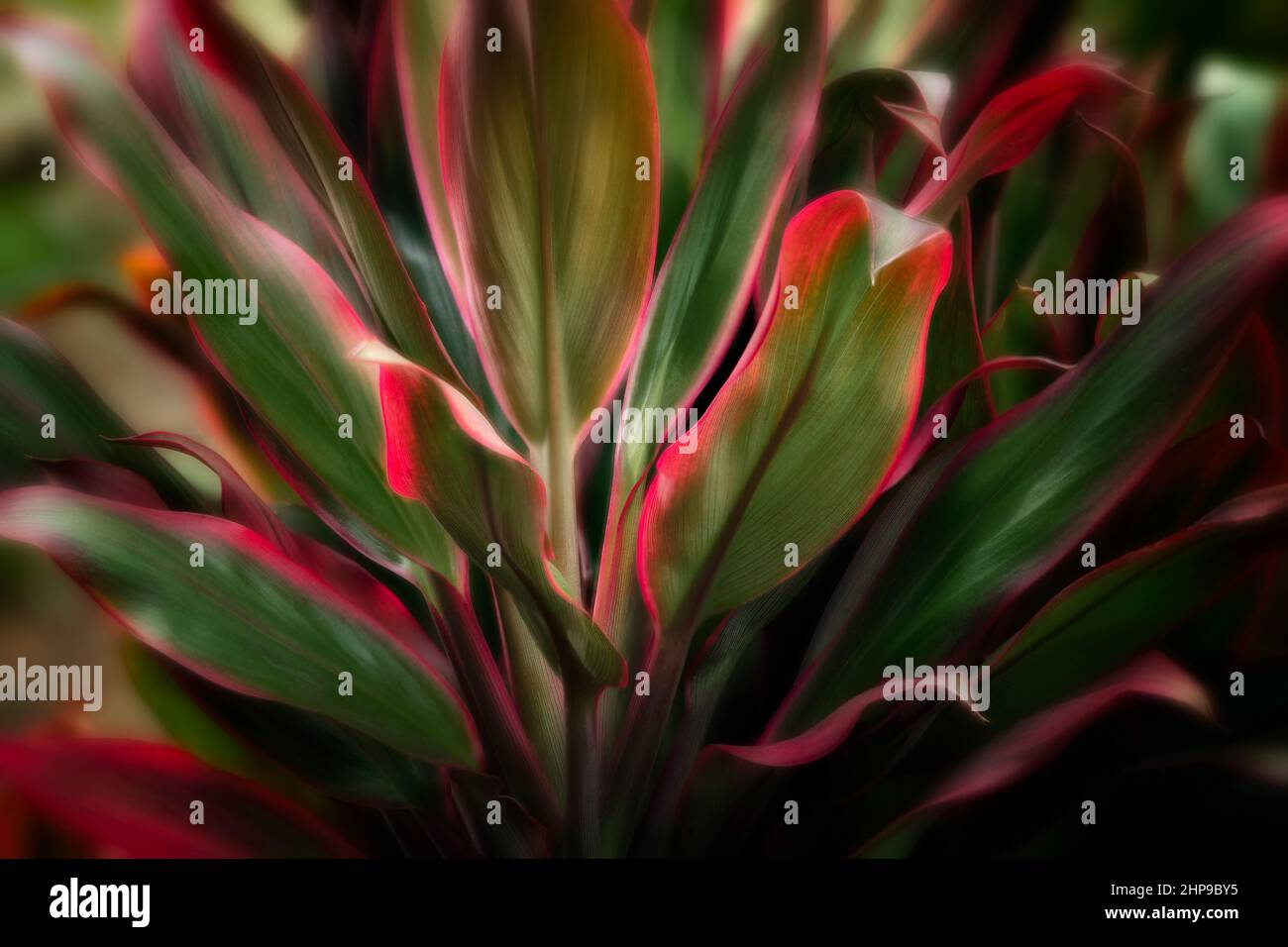 Ti plant hi-res stock photography and images - Alamy