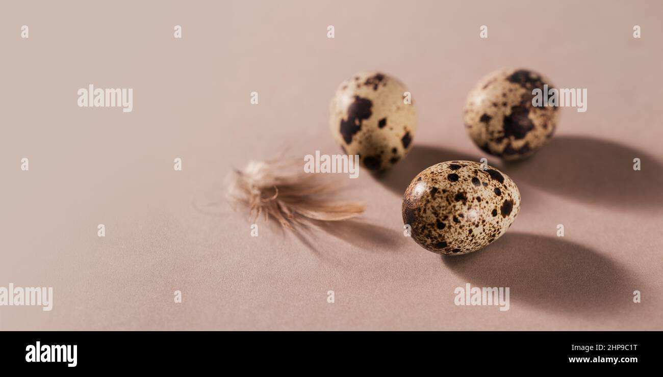 Quail eggs with brown feathers on beige creative minimal background ...