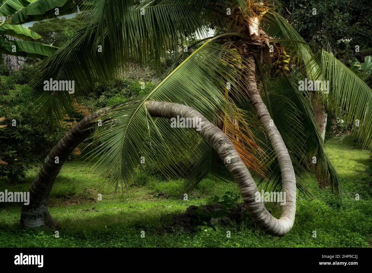 Twisted palm tree hi-res stock photography and images - Alamy
