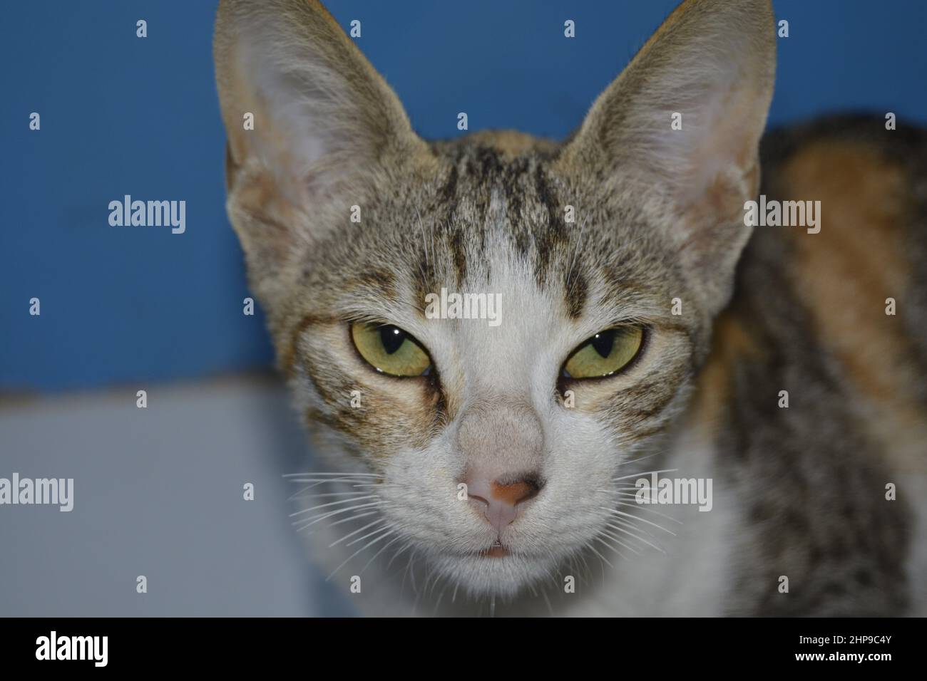 Closeup of a Arabian Mau cat staring at camera with blue background ...
